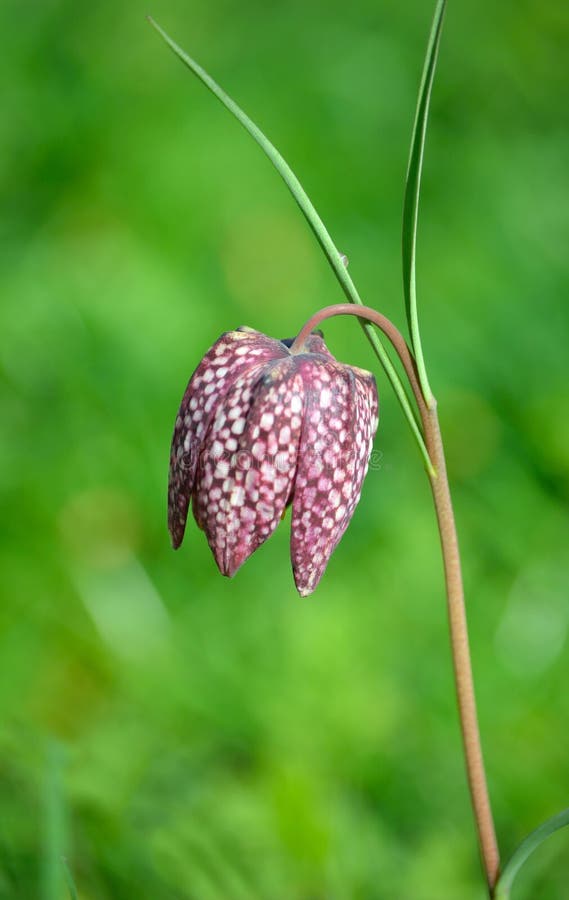 Snake`s Head Fritillary Flower Stock Photo - Image of bell, fritillary ...