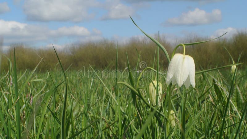 Two Big Snakes in the Grass, Coiling and Biting in a Fight. Pseudopus ...
