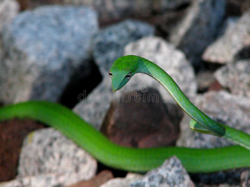 Snake s Hello stock photo. Image of stouns, reptile, morning - 52057872