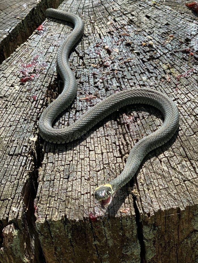 Snake Smile Wild Life Animal Photography Portrait on Dirt Ground of ...