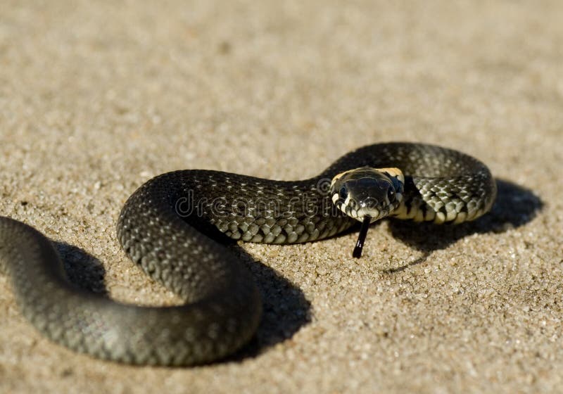 A snake on sand stock image. Image of sand, reptiles - 22841865