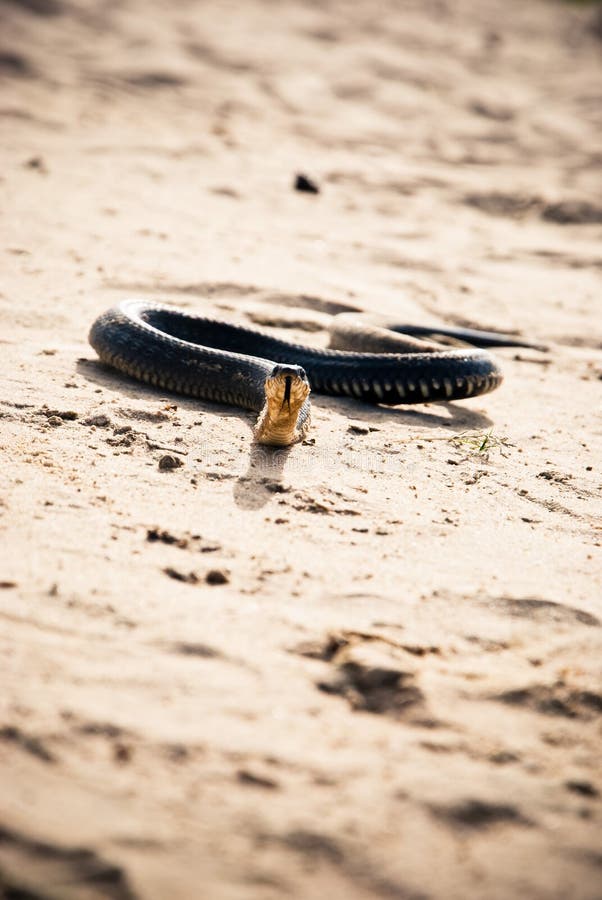 Snake in the Sand in the Desert Stock Photo - Image of fauna, creature ...