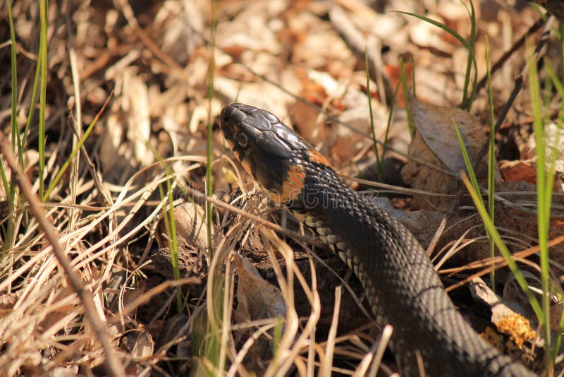 Snake on the sand stock image. Image of species, endemic - 111628639