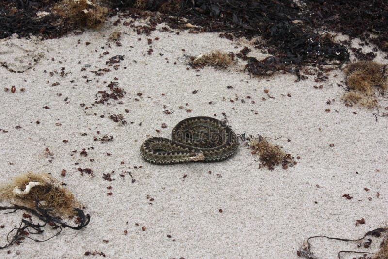 A snake in the sand. stock image. Image of sand, beach - 88362281