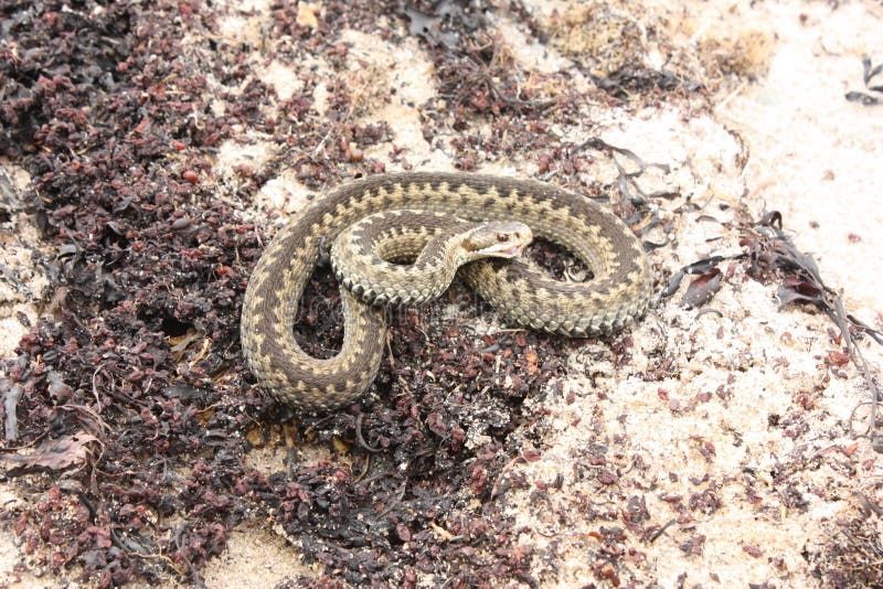 A snake in the sand. stock photo. Image of skin, nature - 88363386