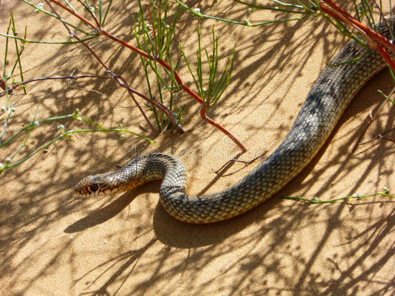 Snake, Scaled Reptile, Reptile, Serpent Picture. Image: 129291754