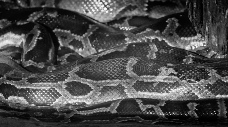Snake scales background stock image. Image of lizard - 19934837