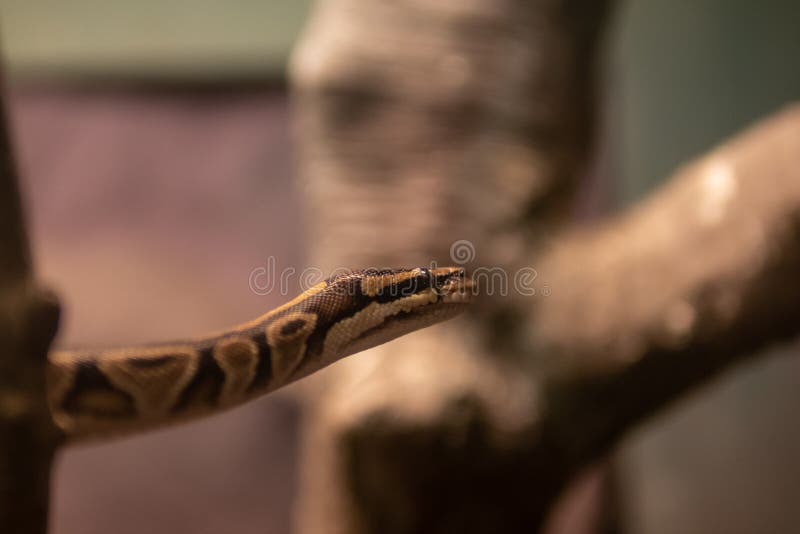 Snake Searching for Its Prey Stock Image - Image of forest, cold: 132601551