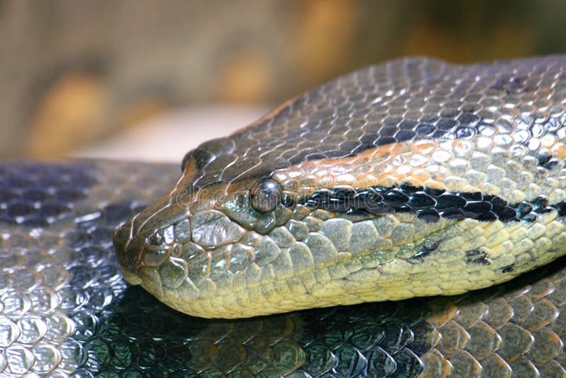 Snake (Serpentes) stock photo. Image of animal, snake - 55388854