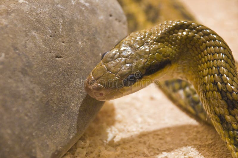 Snake Shot In Terrarium Picture. Image: 4795509