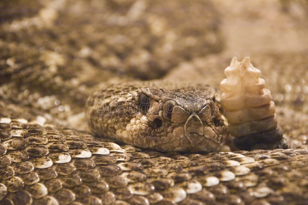 Snake shot in terrarium stock image. Image of legless - 4795931