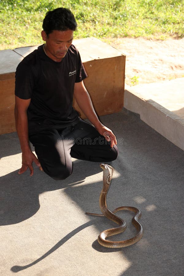 Snake show editorial photo. Image of reptile, long, head - 21836276