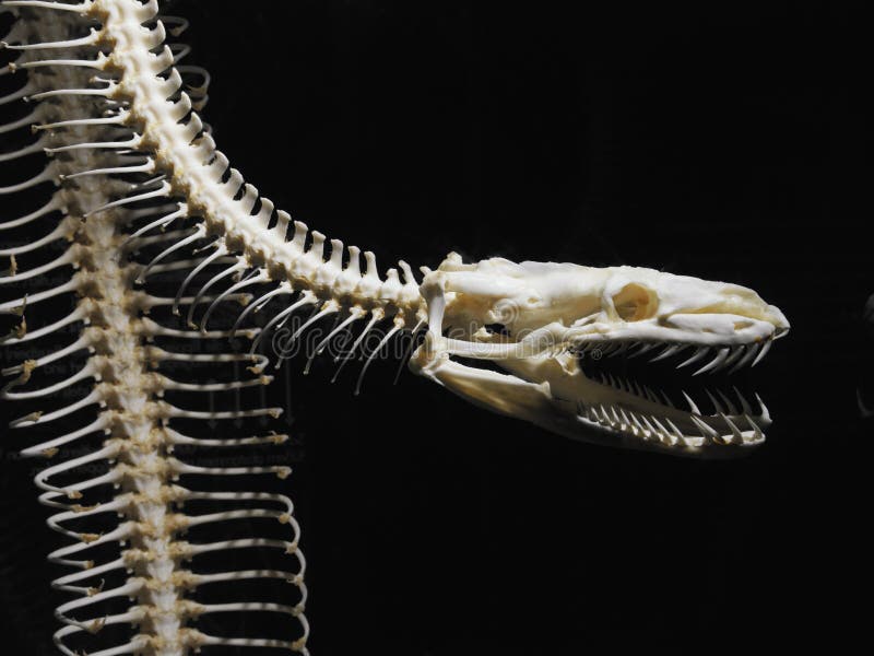 Snake skeleton stock photo. Image of scary, animal, skull - 4536776