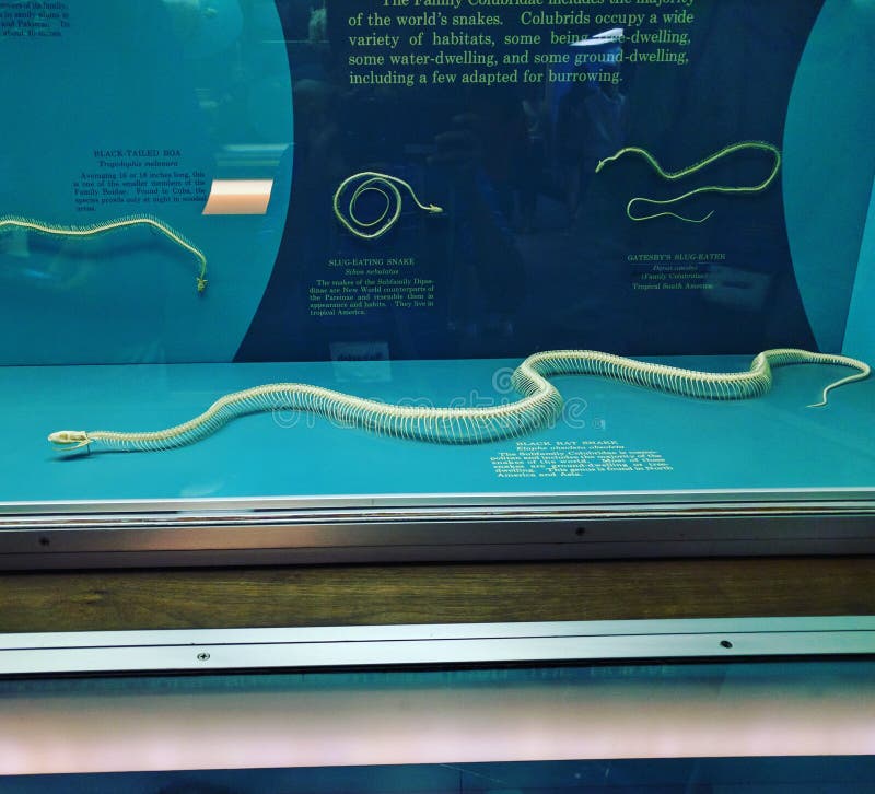 Snake Skeleton editorial photo. Image of skeleton, washington - 71830836