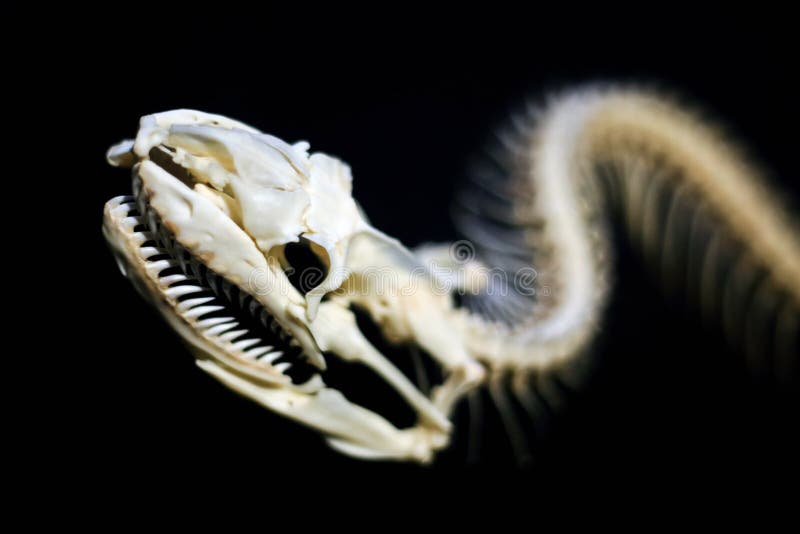 Skeleton Snake Drawing Stock Photos - Free & Royalty-Free Stock Photos ...