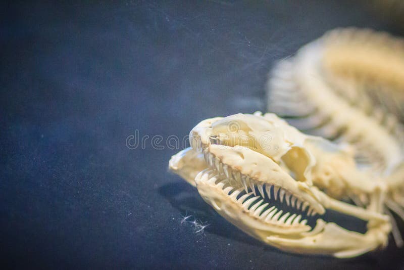 Snake Skeletons of Reticulated Python (Python Reticulatus). the Stock Image - Image of bony ...