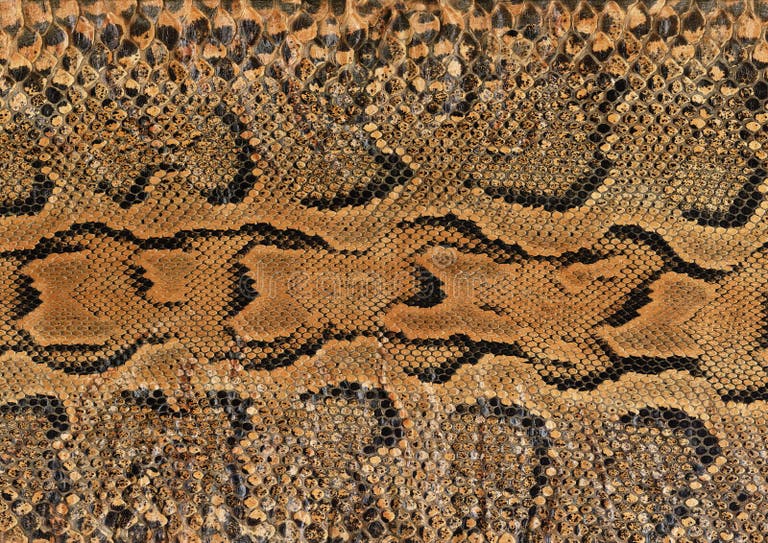 38,251 Snake Skin Syndrom Stock Photos - Free & Royalty-Free Stock ...