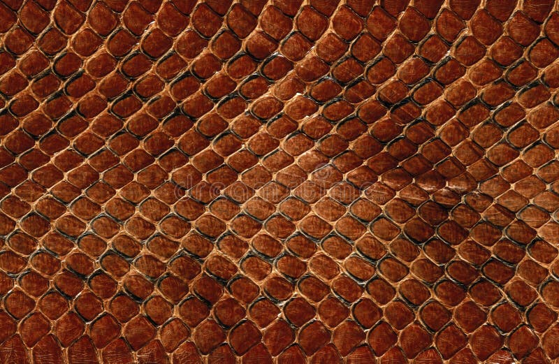 Background Snake Skin Pattern Brown Stock Image - Image of detail ...