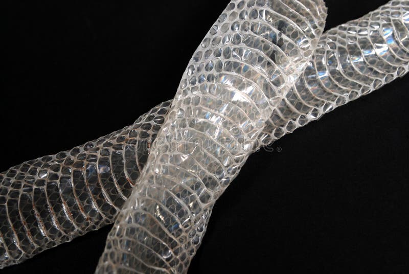 Snake skin 2 stock photo. Image of biology, snakeskin - 10865496