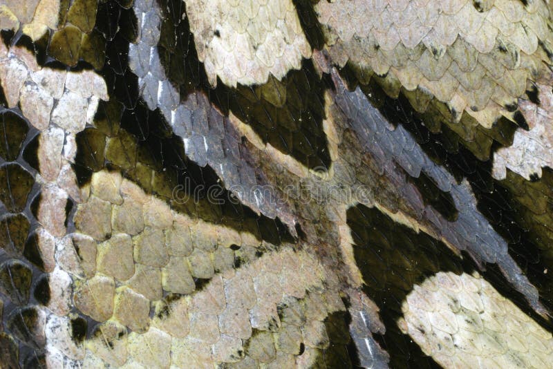Snake skin stock image. Image of close, reptile, africa - 2138811