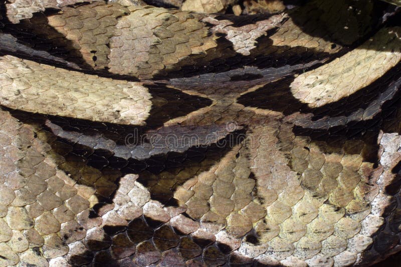 Snake skin stock photo. Image of reptile, colorful, skin - 648672