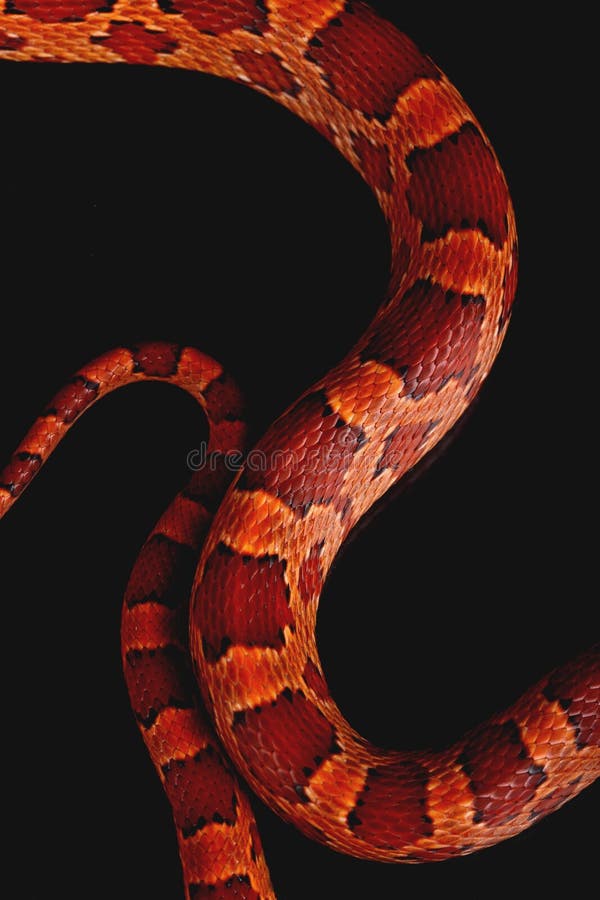 Snake skin stock image. Image of forked, venom, biology - 9650665