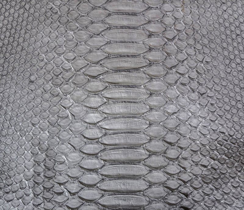 Grey Rat Snake Eating stock image. Image of feed, prey - 9059935