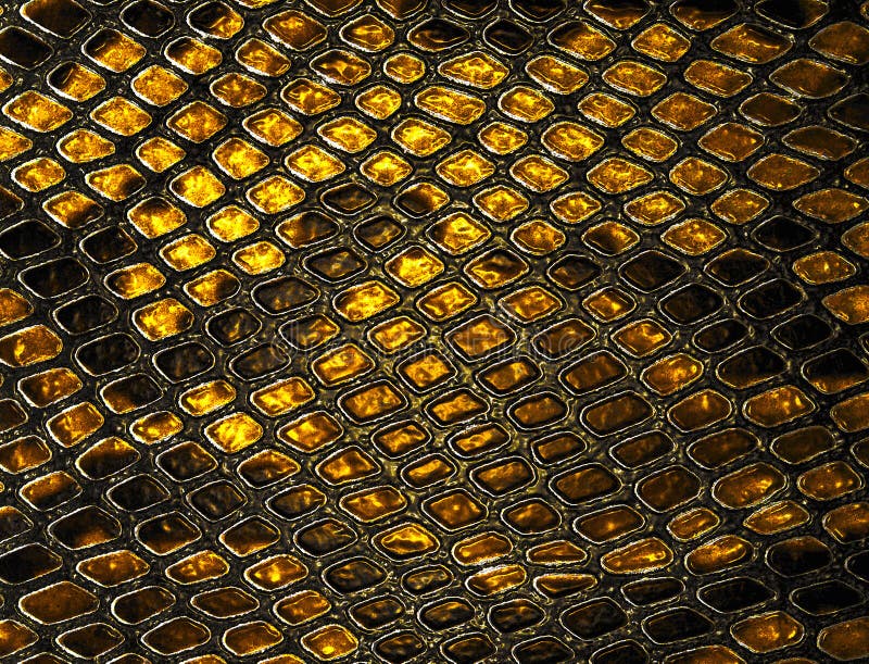 366 Reptile Snake Top View Stock Photos - Free & Royalty-Free Stock ...