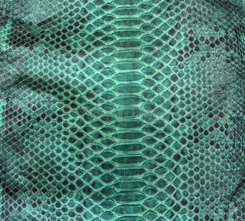 895 Turquoise Snake Stock Photos - Free & Royalty-Free Stock Photos ...
