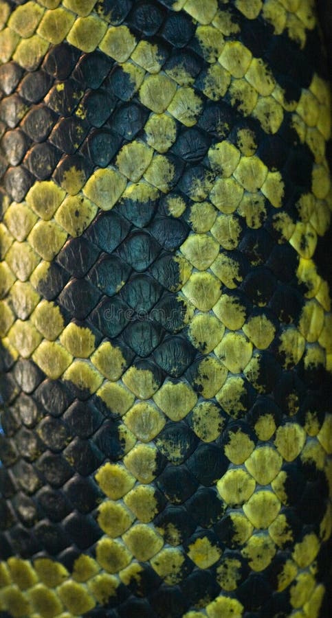 Snake Skin - Black and Green Stock Image - Image of danger, macro: 8721877