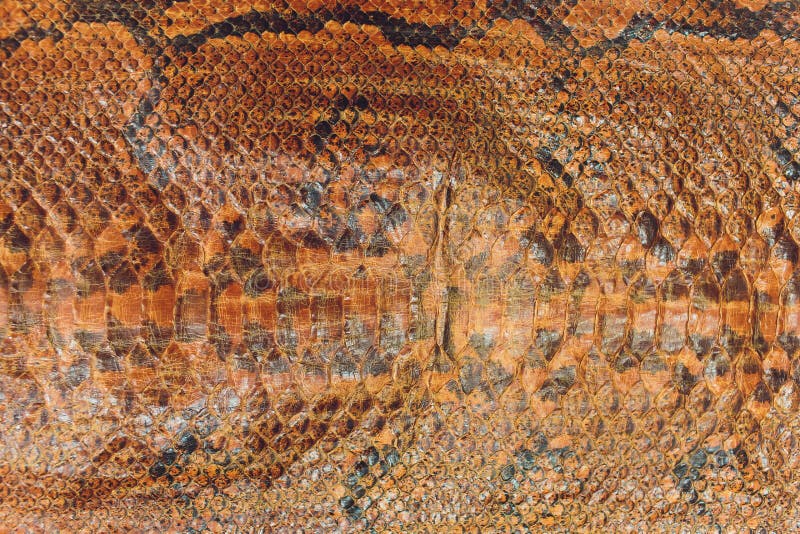 Snake Skin, Can Use As Background Pattern Leather. Stock Photo - Image ...