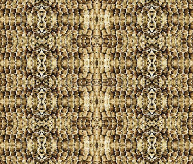 A closeup of Snake skin. stock photo. Image of exotic - 162807552