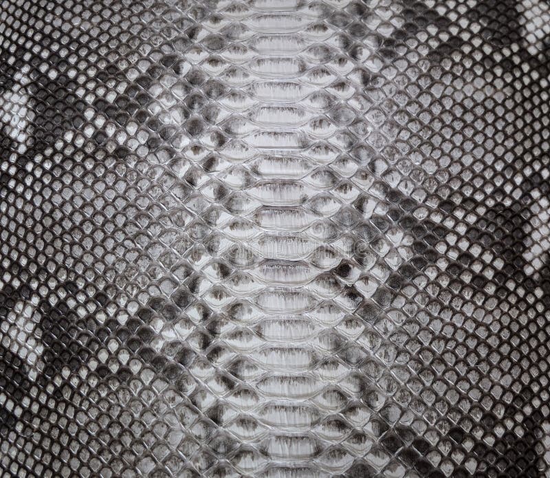 Snake skin stock photo. Image of scales, patterned, design - 49452846