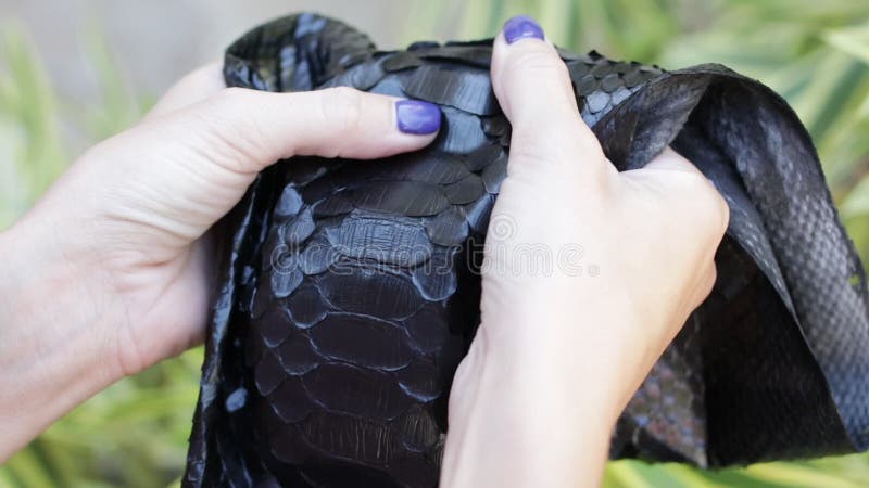 Snake Skin Background. Close Up Stock Video - Video of animal, black ...