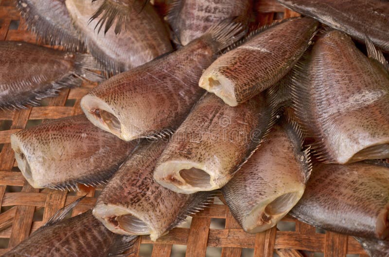Snake skin gourami fish stock image. Image of texture - 62575229