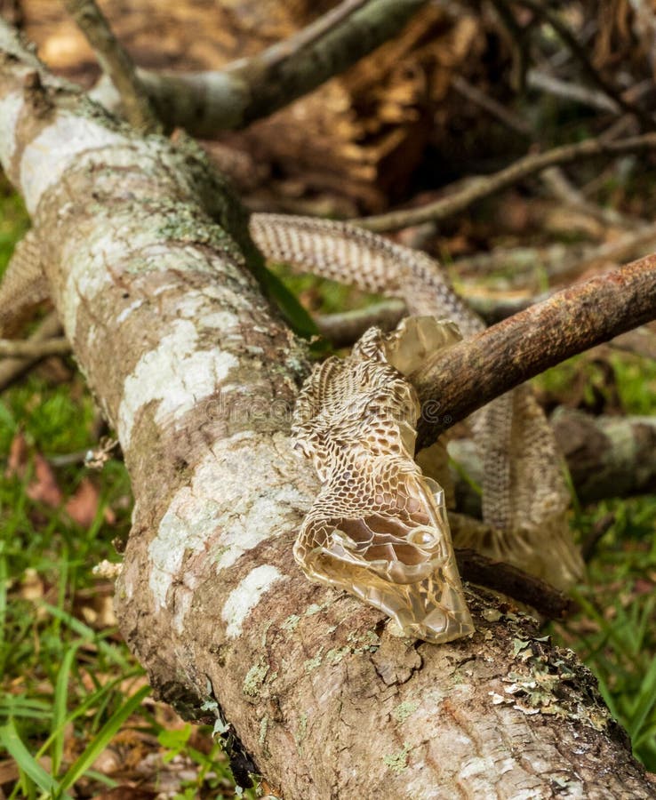 Shed Snake Skin Found in Nature Stock Photo - Image of molting, growth ...