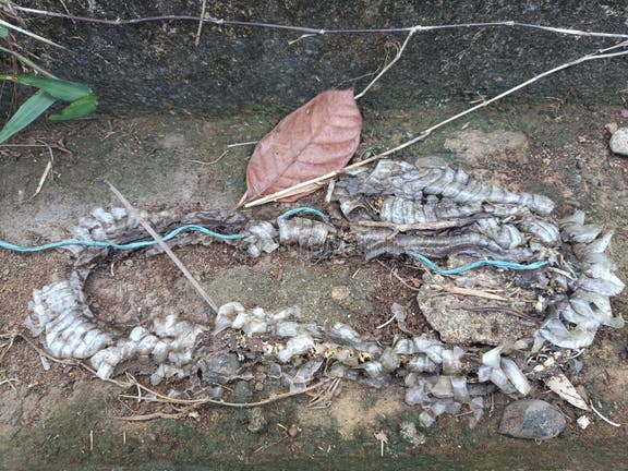 Snake Skin that Has Dried on Cast Cement Stock Image - Image of skin ...