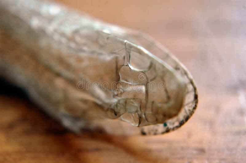 Corn Snake close up stock image. Image of snake, nature - 6632443