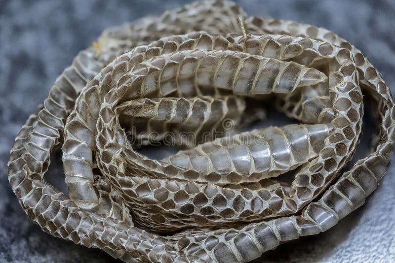 Snake skin stock photo. Image of pattern, reptiles, texture - 224879654