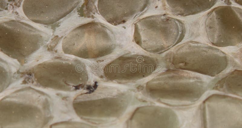 Magnification Stock Footage & Videos - 8,658 Stock Videos