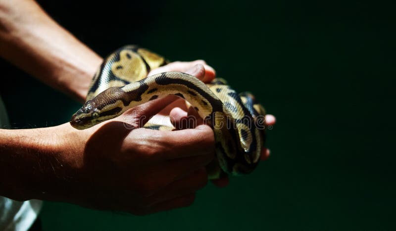 Snake Skin on Human Hand in Exotic Pet Stock Image - Image of dangerous ...