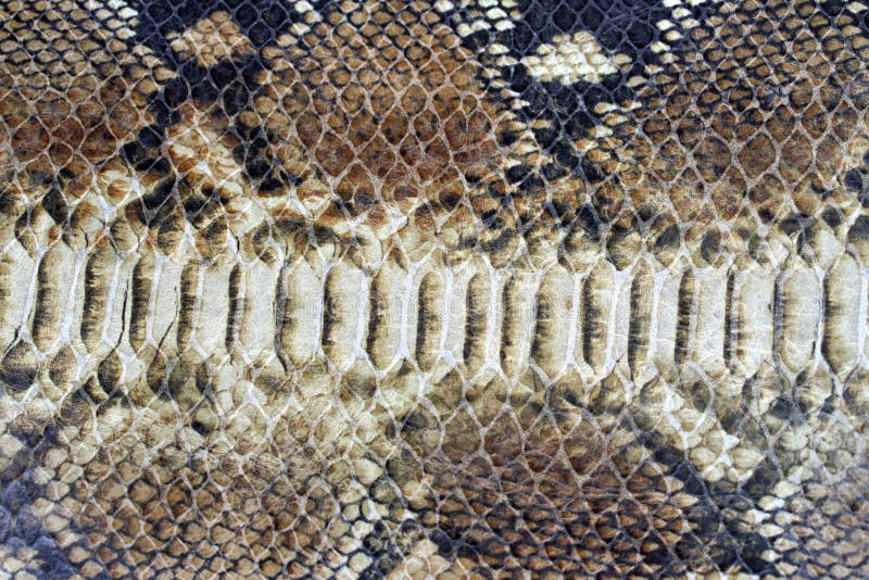 Snake Skin for Leather Accessories Stock Image - Image of scales, skin ...