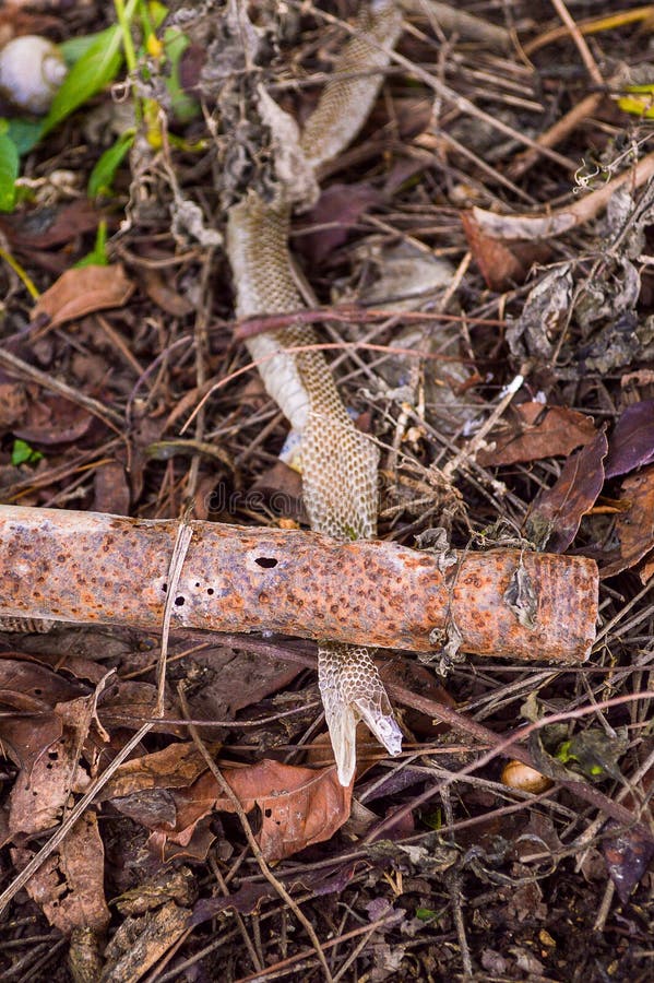 Snake Slough Skin On Ground In Garden Stock Photo - Image of rock ...