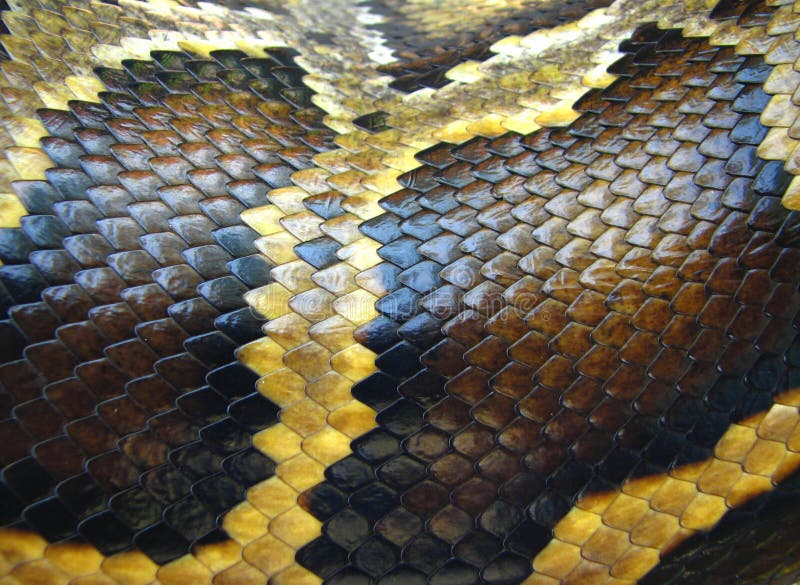 Snake Skin Macro Stock Images - Image: 8904774