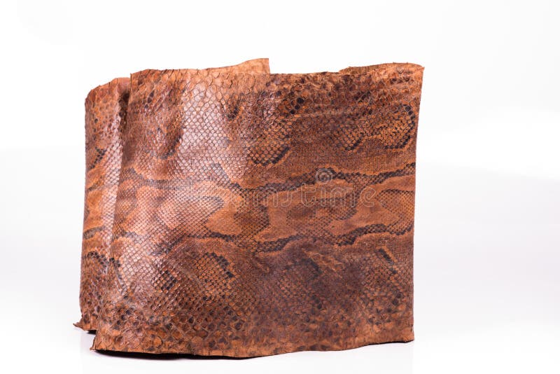 Boa constrictor skin stock photo. Image of predator, brown - 24103672