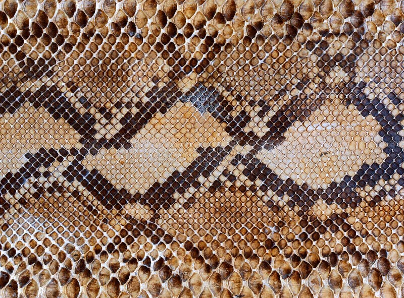 Snake Skin Pattern Background Stock Photo - Image of fashion, backdrop ...