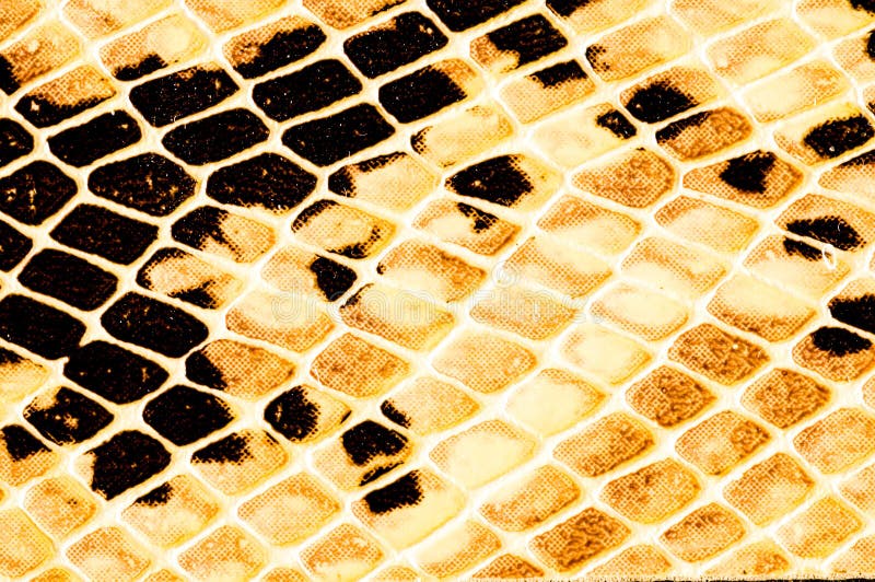 Snake Skin Pattern Background Stock Image - Image of texture, macro ...