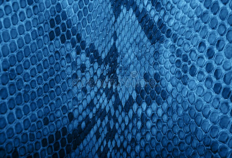 Blue snake skin stock image. Image of animal, forked, material - 2359503