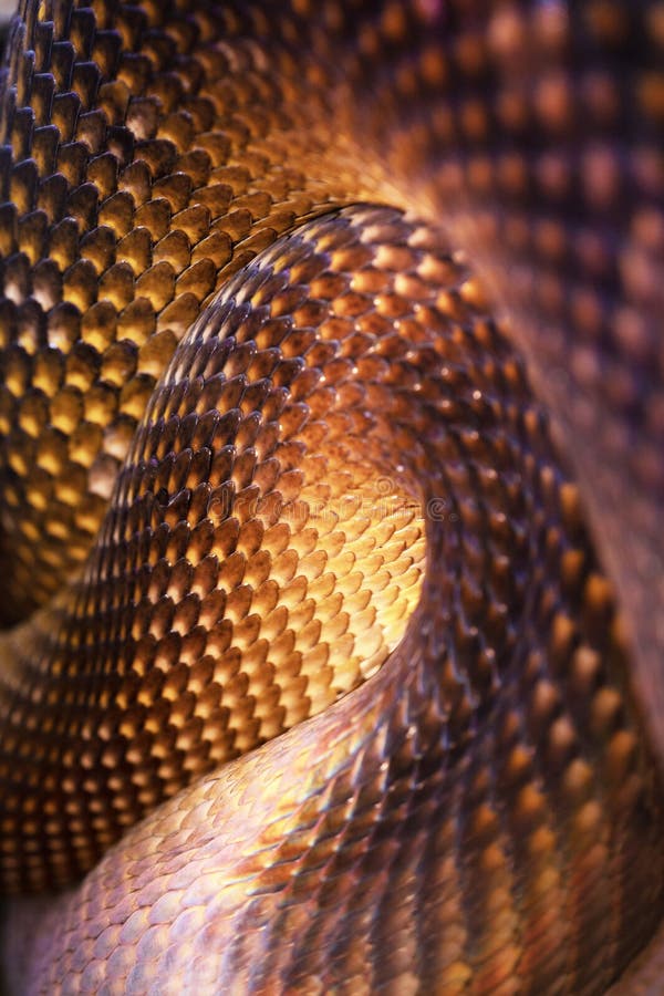 975 Cobra Wallpaper Snake Stock Photos - Free & Royalty-Free Stock ...