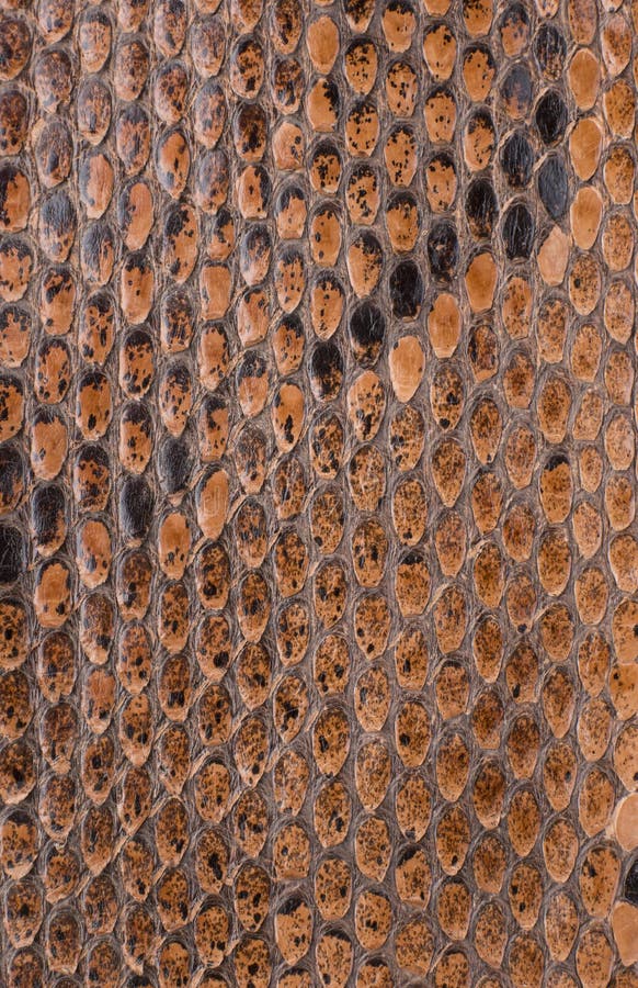 579 Anaconda Snake Texture Stock Photos - Free & Royalty-Free Stock ...